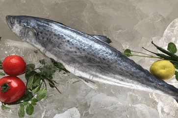 buy king fish online in kolkata | kolkata meat - delivering freshness